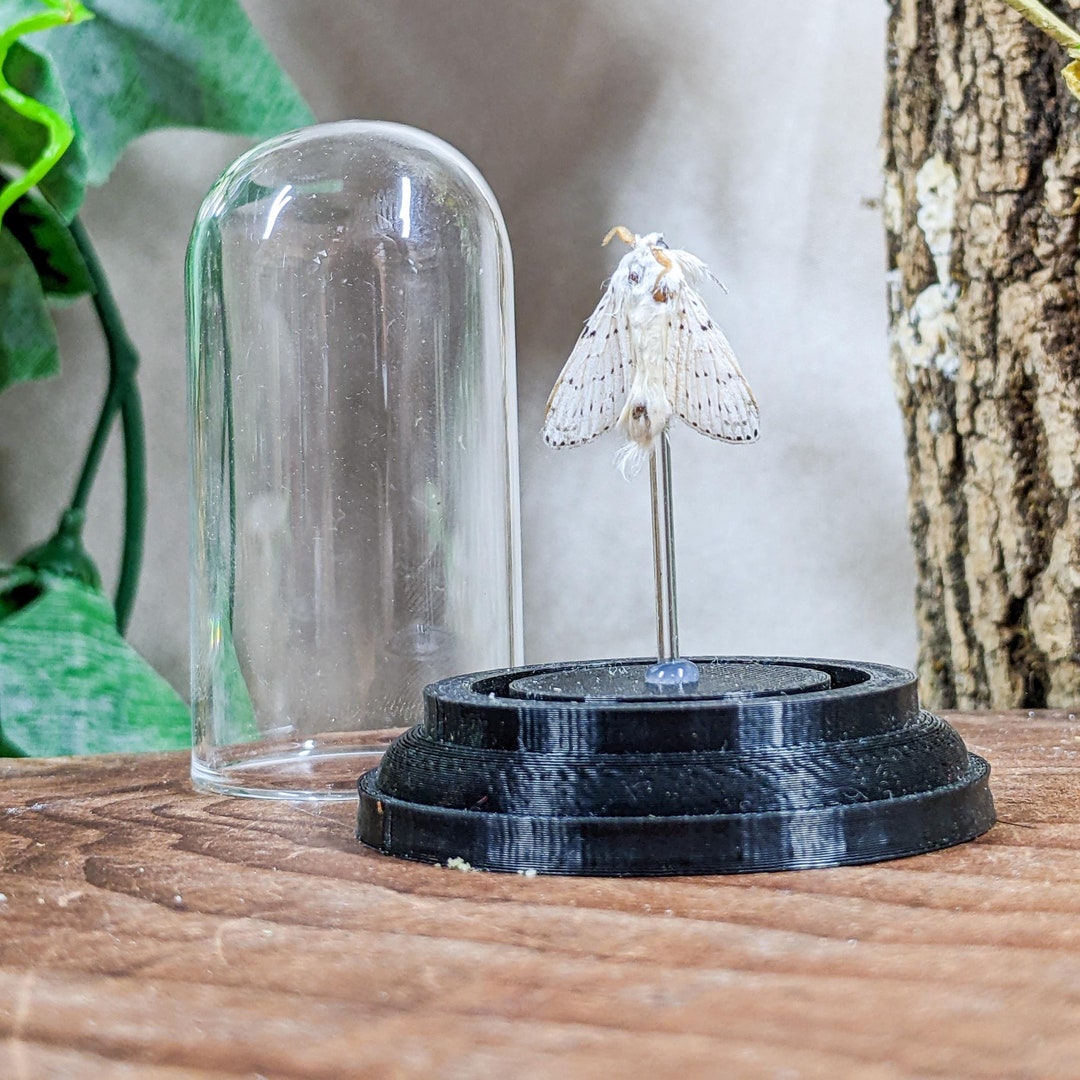 Dot Lined White Moth Glass Dome Display Collectible Entomology ...
