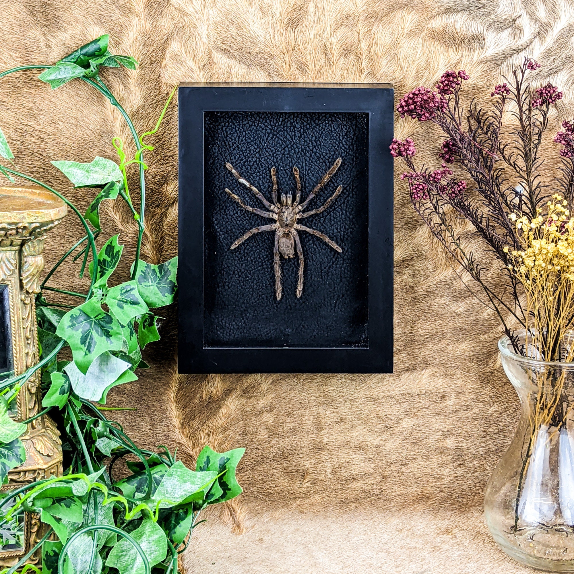 Tarantula Spider Arachnid Collectible Shadowbox Entomology Taxidermy ...