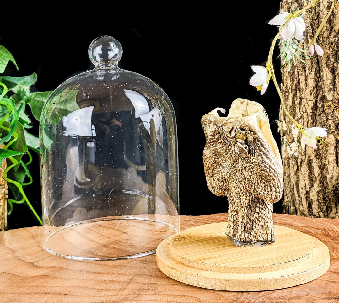 Rattlesnake Snake Head & Tail Taxidermy Oddities Curiosities Glass Dome ...
