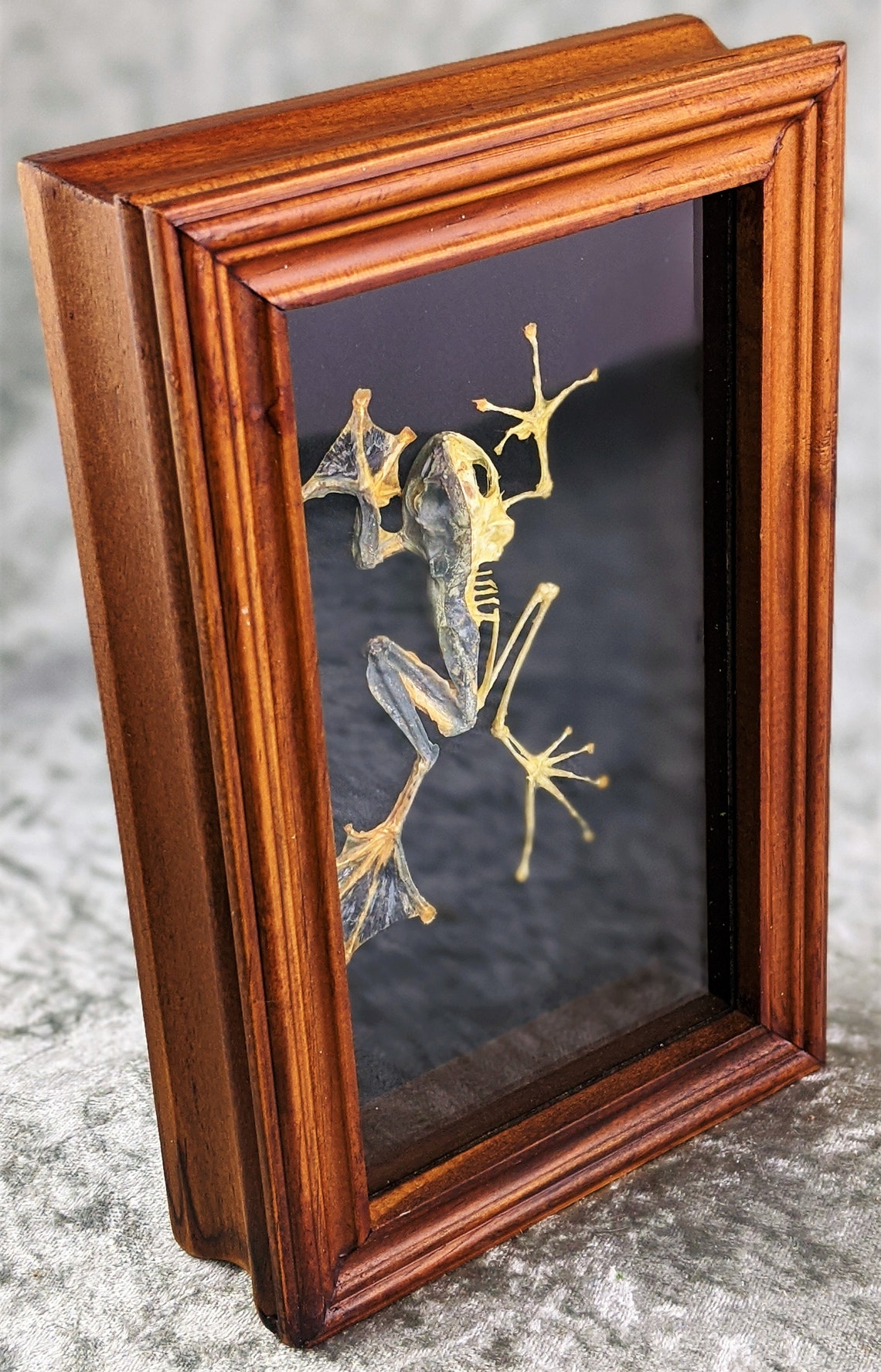 Y53a Taxidermy half-skeleton black-webbed Tree Frog | Etsy