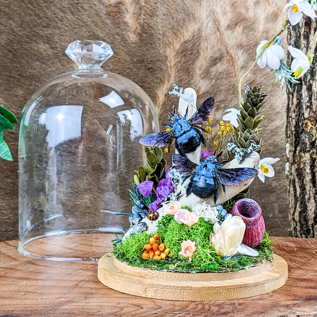 2 Blue Carpenter Bee Glass Dome Display Oddities Decor Entomology ...