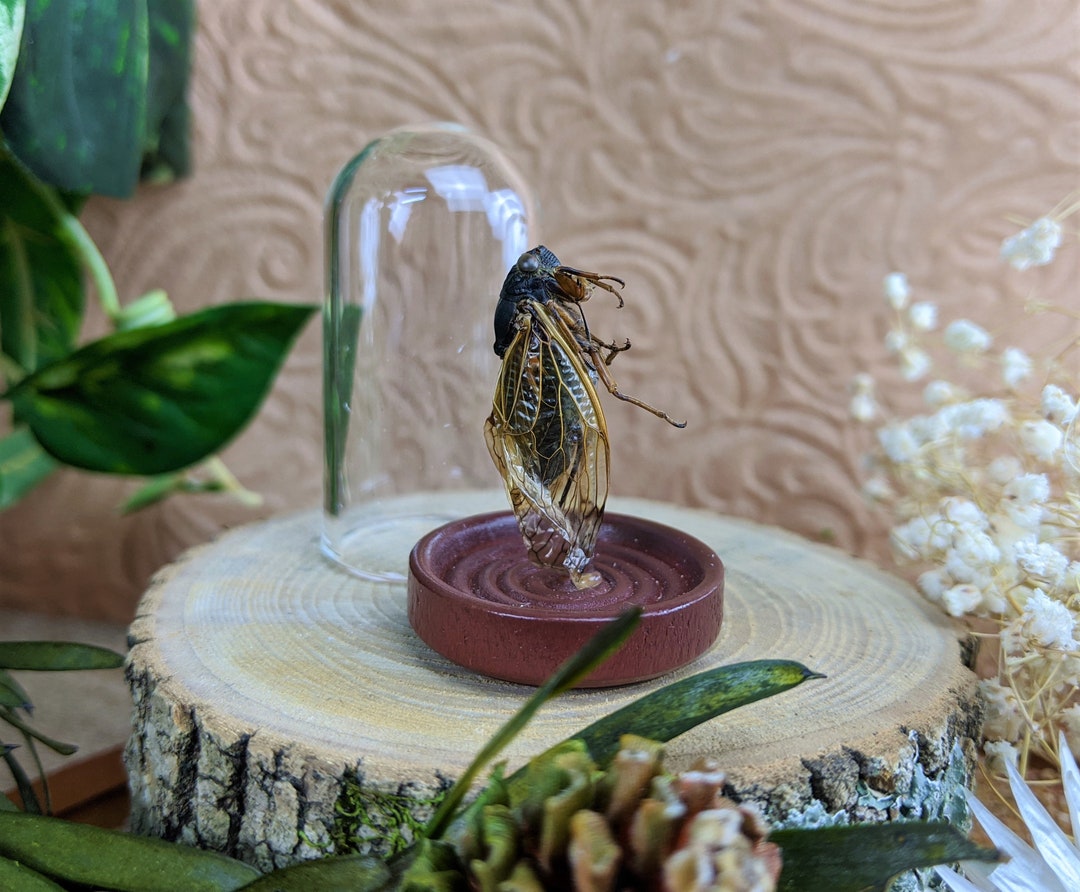 Cicada Taxidermy Locust Glass Dome Display Entomology Insect Bug ...