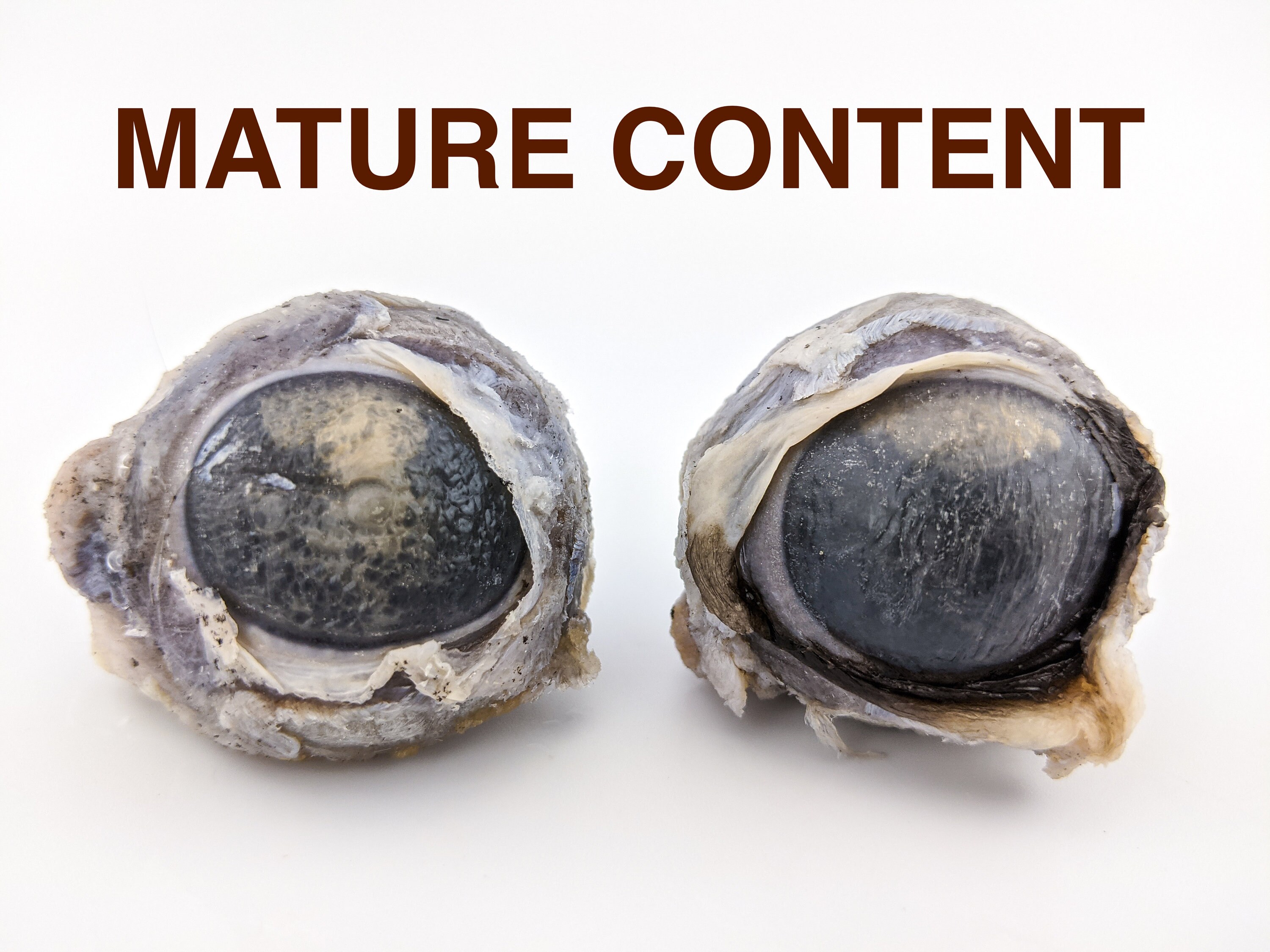 Cow Eye Model Labeled