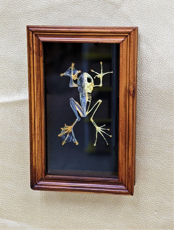 Y53a Taxidermy half-skeleton black-webbed Tree Frog | Etsy