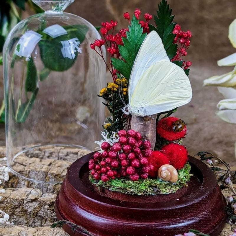 Butterfly Display - Etsy