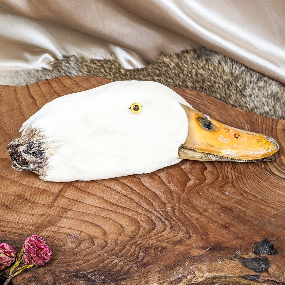 Domestic Duck Head Specimen Taxidermy Oddities Curiosities Craft Doll ...