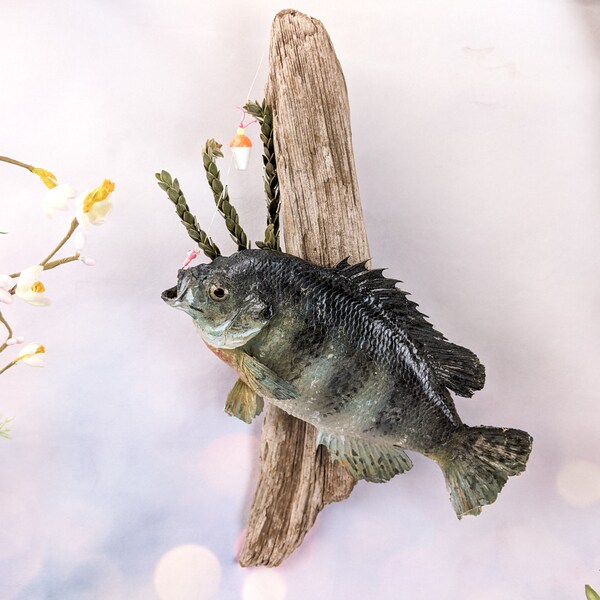 Fish Mount - Etsy