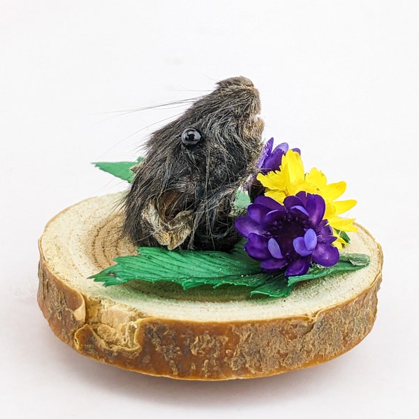 Taxidermy Mouse Head - Etsy