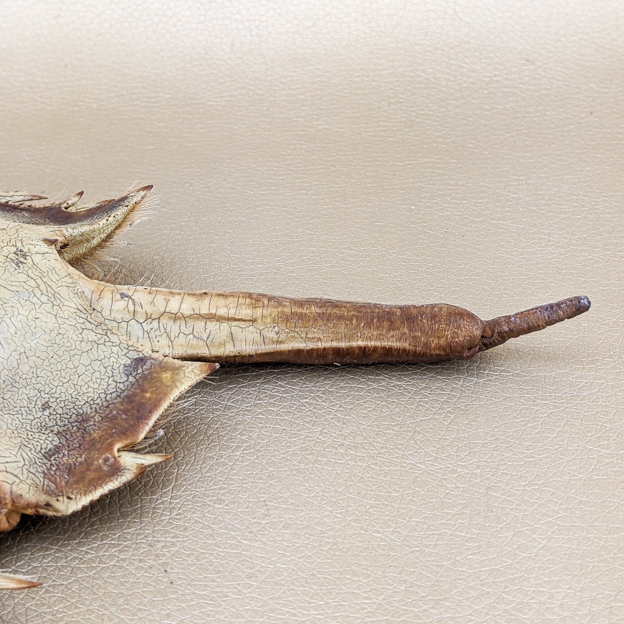 HSC15 DEFORMED Real Horseshoe Crab shell Oddities Curiosities | Etsy