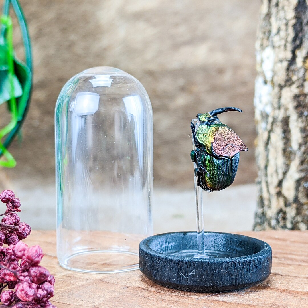 Rainbow Scarab Beetle Glass Dome Disply Entomology Taxidermy Oddities ...
