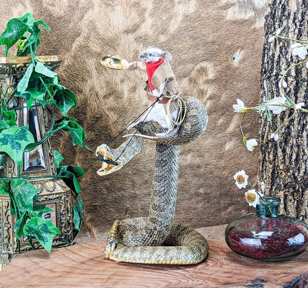 Z60c Real Mouse Real Rattlesnake Cowboy Round-up Taxidermy Curiosities ...