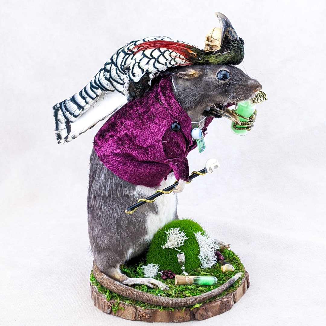 Y120b Witch Doctor Rat Quail Feathers Taxidermy Oddities Curiosities ...