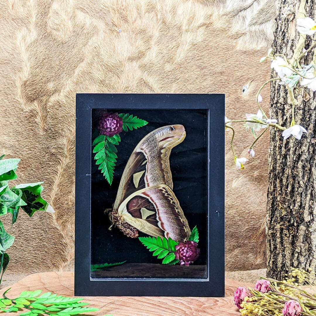 Saturn Atlas Moth Frame Specimen Entomology Taxidermy Curiosities ...