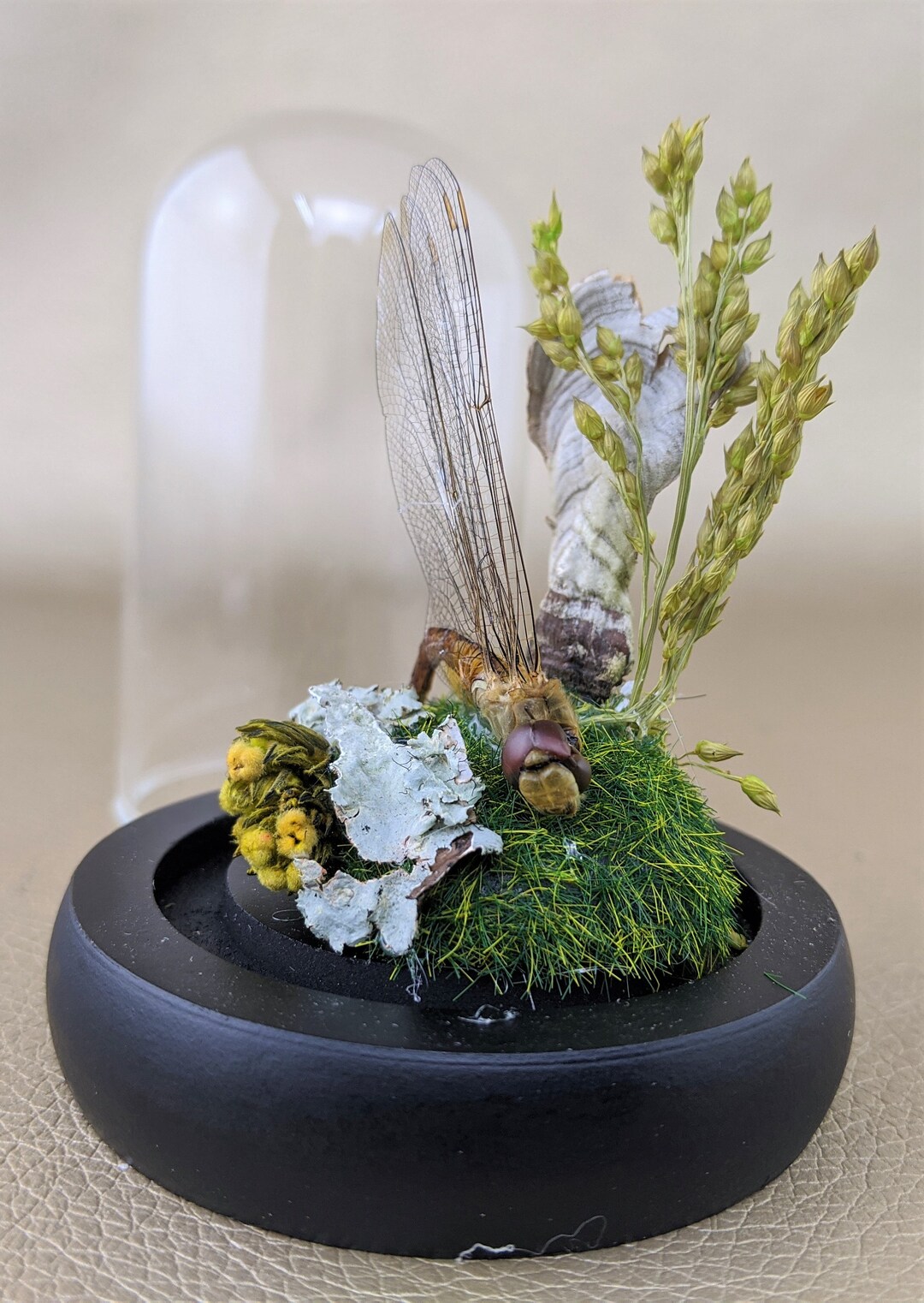 P66b Dragonfly Glass Dome Display Entomology Taxidermy Oddities ...