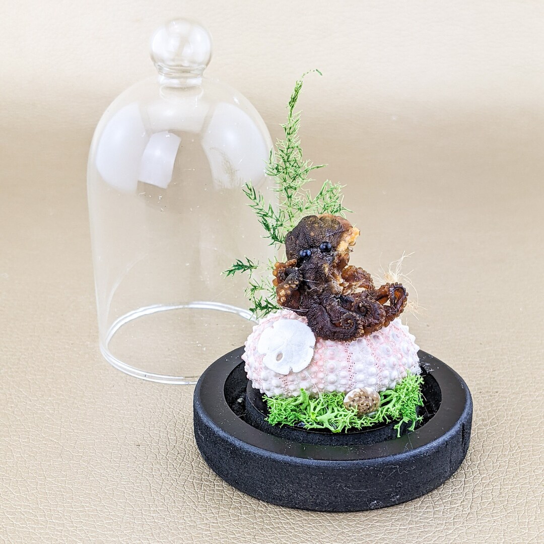 Octopus Display Collectible Dome Taxidermy Oddities Curiosities ...