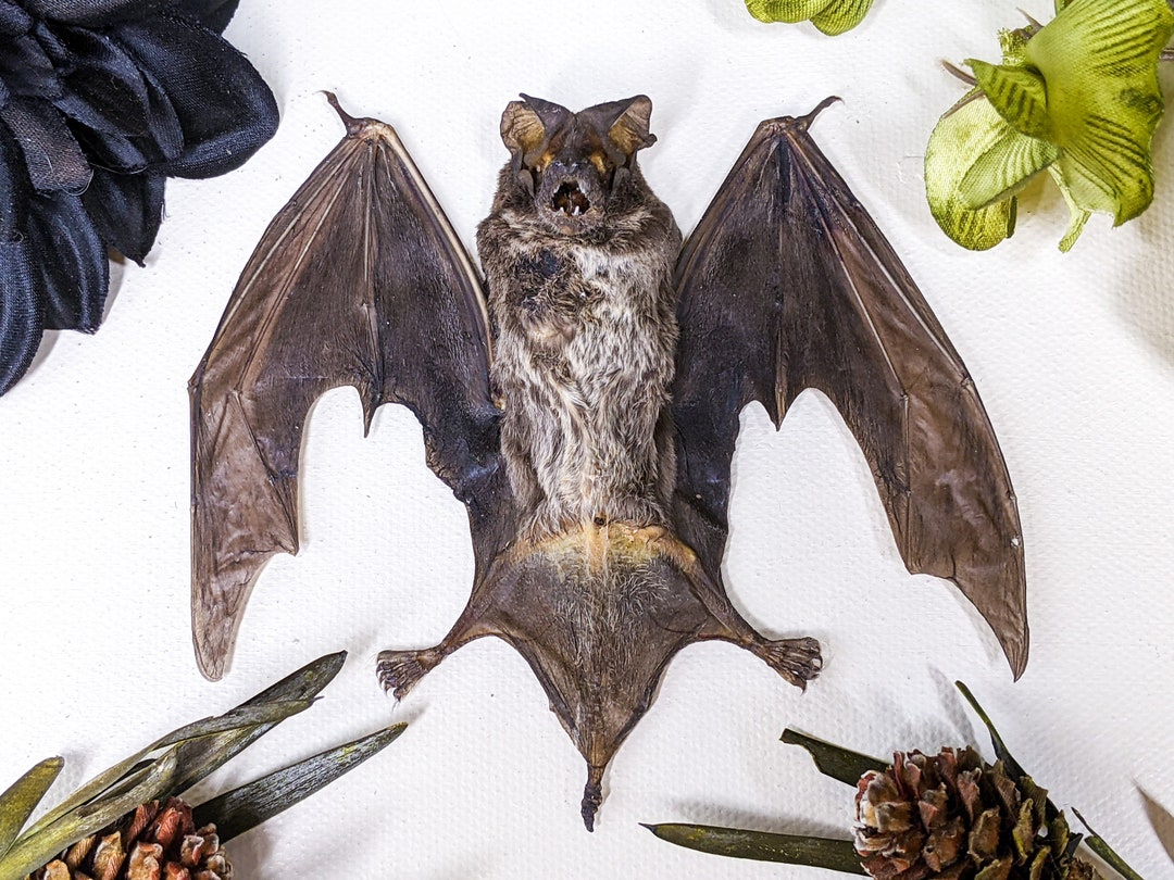 J51a OF Real Otomops Formosus Bat Partial Spread Wings - Etsy