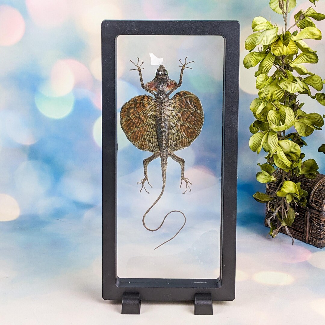 Draco Volans Lizard Floating Frame Display Taxidermy Educational ...