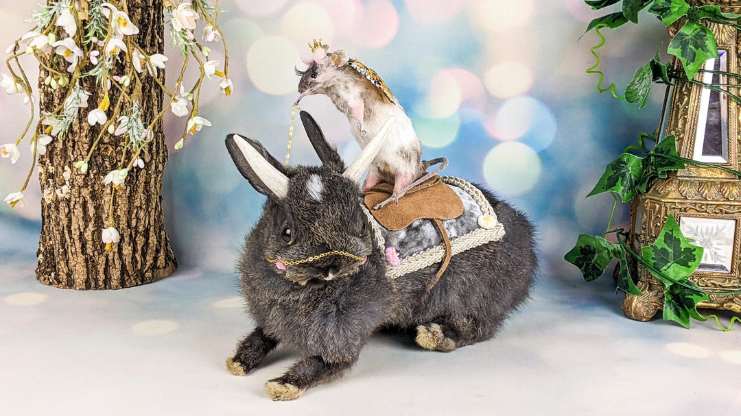 Jackalope and Mouse Rider Driftwood Display Rabbit Steed Taxidermy ...