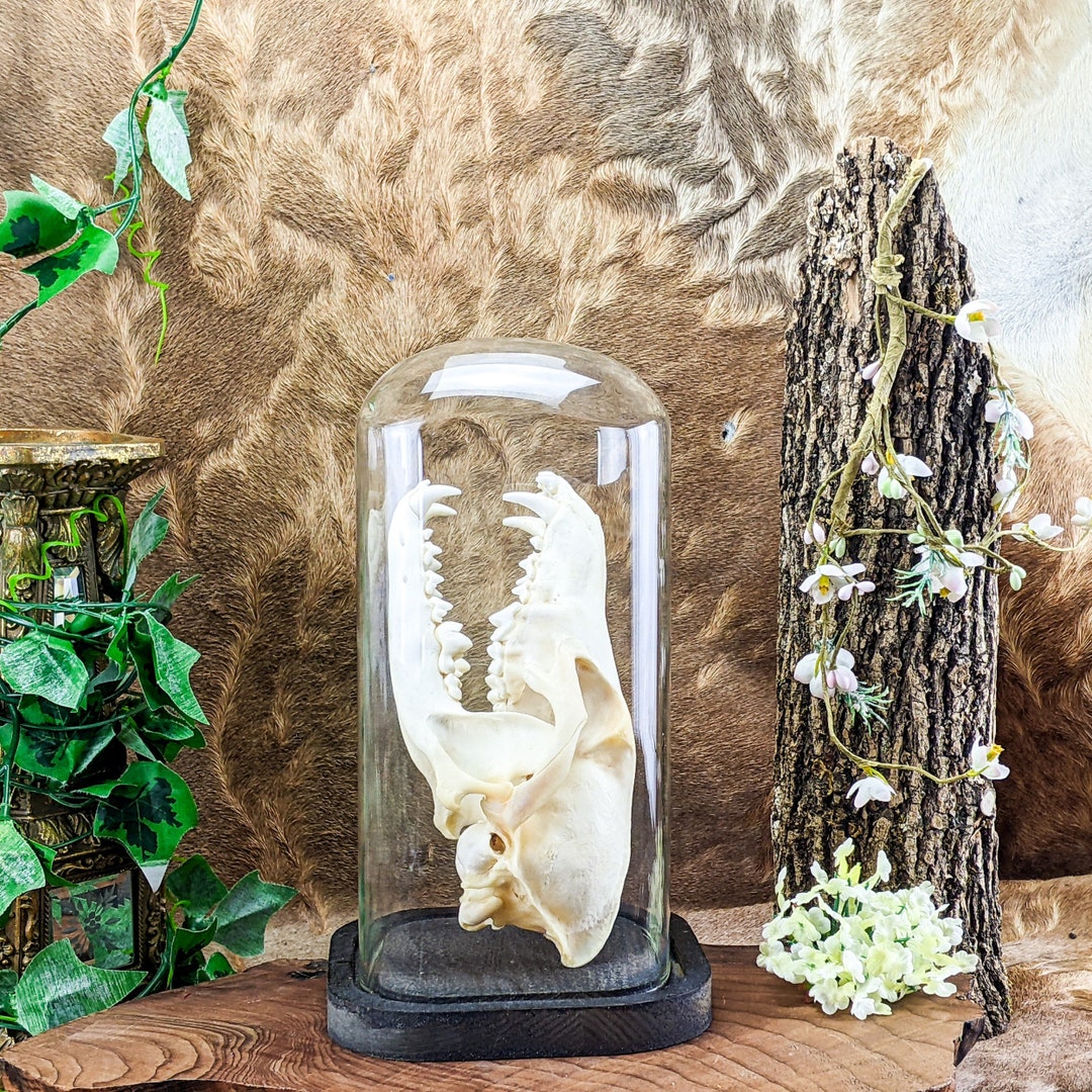 Coyote Skull Dome Display Showcase Specimen Taxidermy Oddities ...