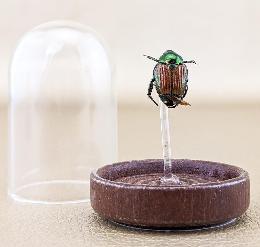Scarab Beetle Glass Dome Display ONE Display Only Entomology Taxidermy ...