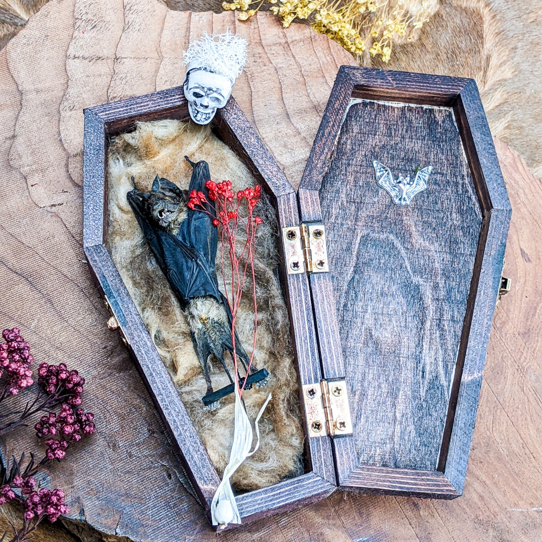 Real Bat OF Otomops Formosus Coffin Macabre Collectible Display ...