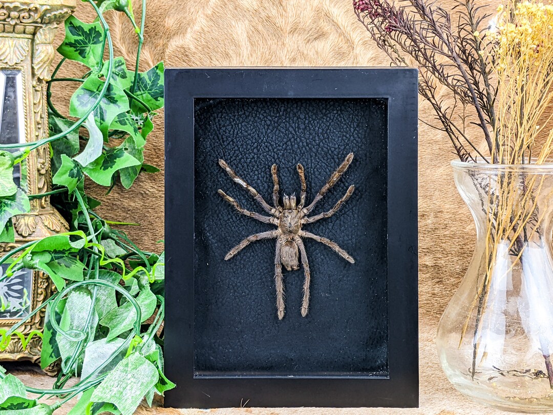Tarantula Spider Arachnid Collectible Shadowbox Entomology Taxidermy ...