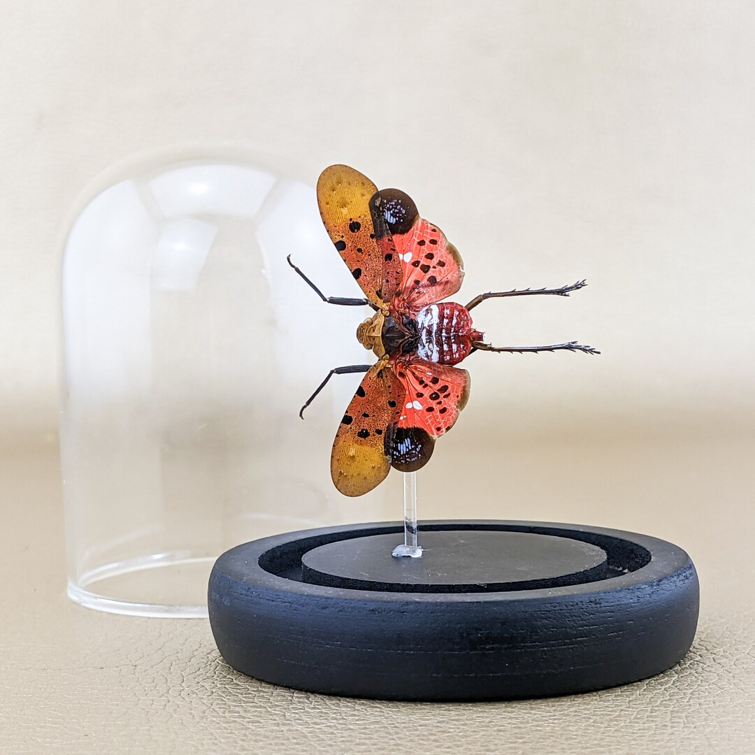 Lanternfly Cicada Glass Dome Display Taxidermy Oddities Curiosities ...