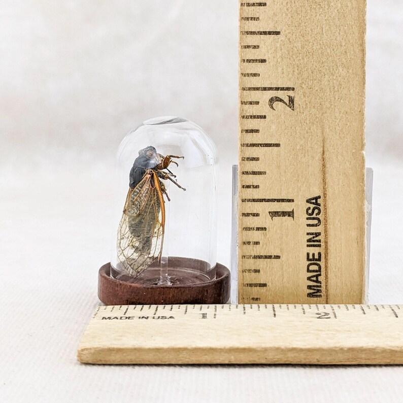 Locust Cicada Glass Dome Display Entomology Taxidermy Oddities ...