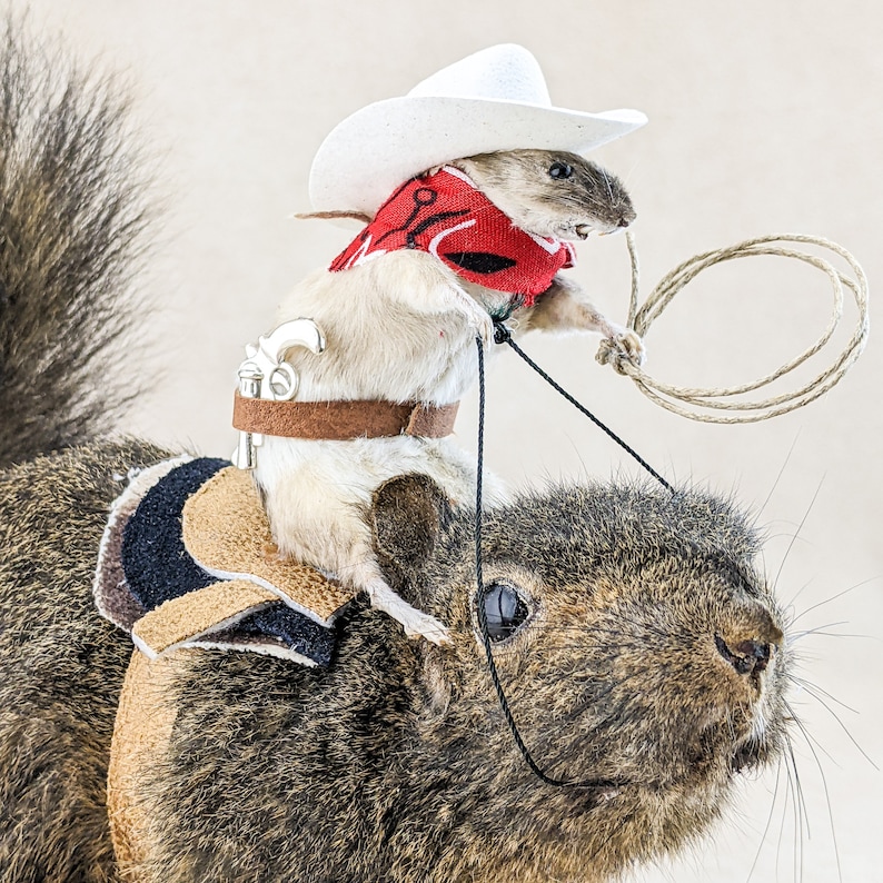 Cowboy Mouse Riding Real Squirrel Cute Taxidermy Oddities Curiosities ...