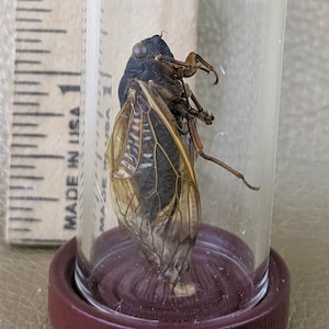 Cicada Taxidermy Locust Glass Dome Display Entomology Insect Bug ...