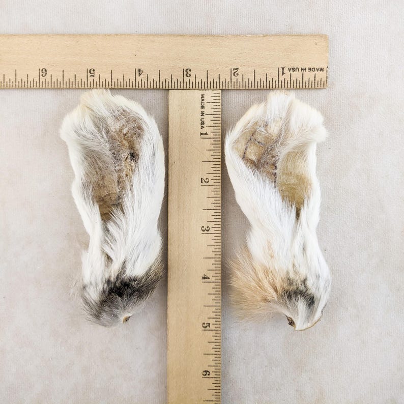Bunny Rabbit Ears Specimen Taxidermy 5" Taxidermy Oddities Curiosities ...
