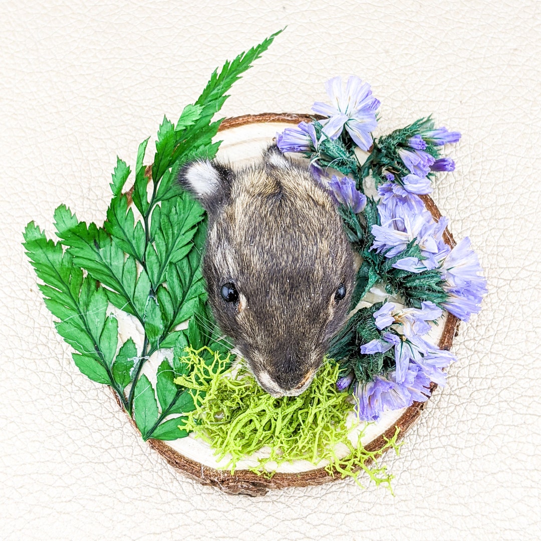 Baby Bunny Rabbit Head Refrigerator Magnet Taxidermy Curiosities ...