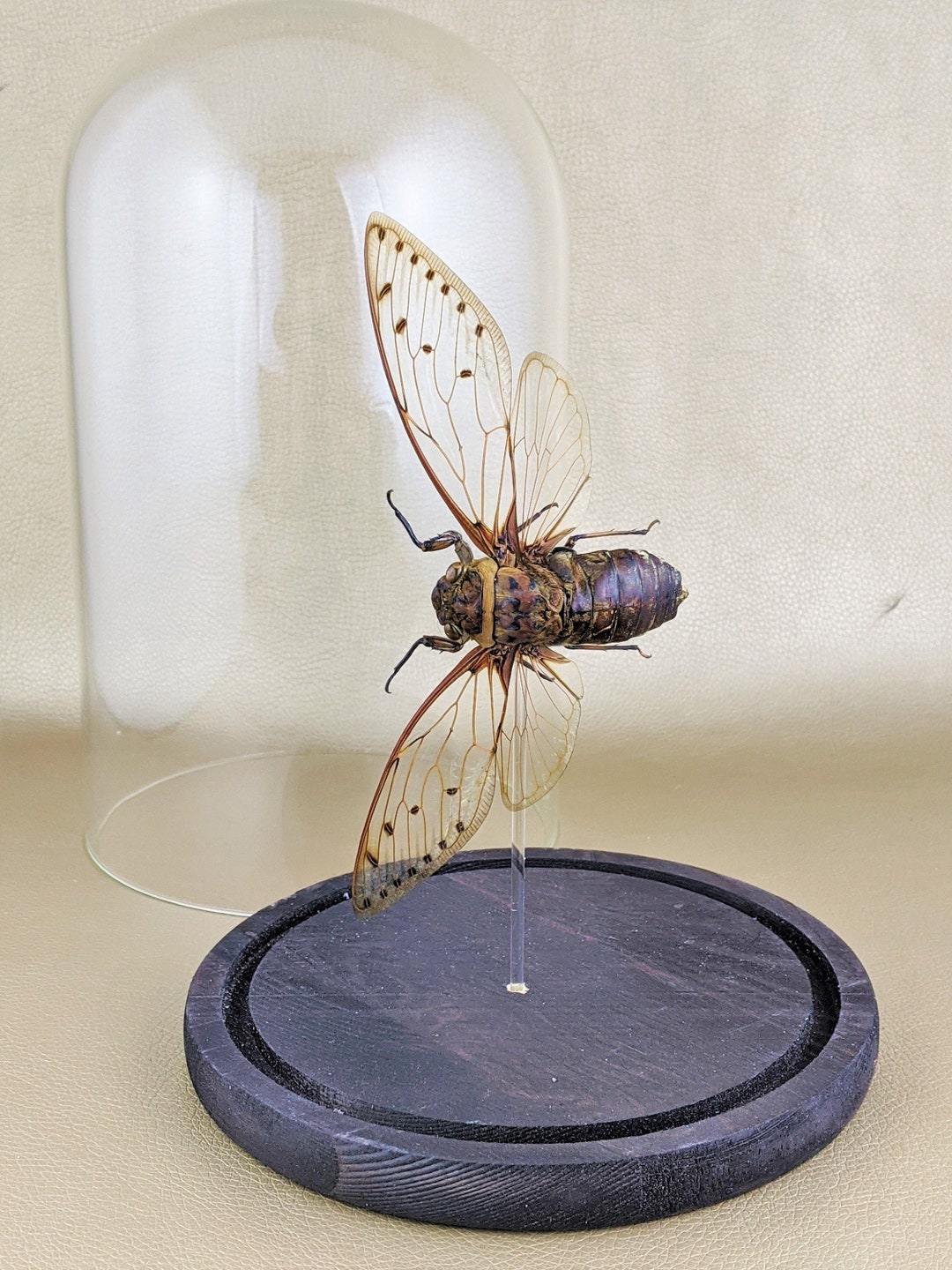 P72 HUGE Cicada Locust Specimen Glass Display Dome Entomology Display ...