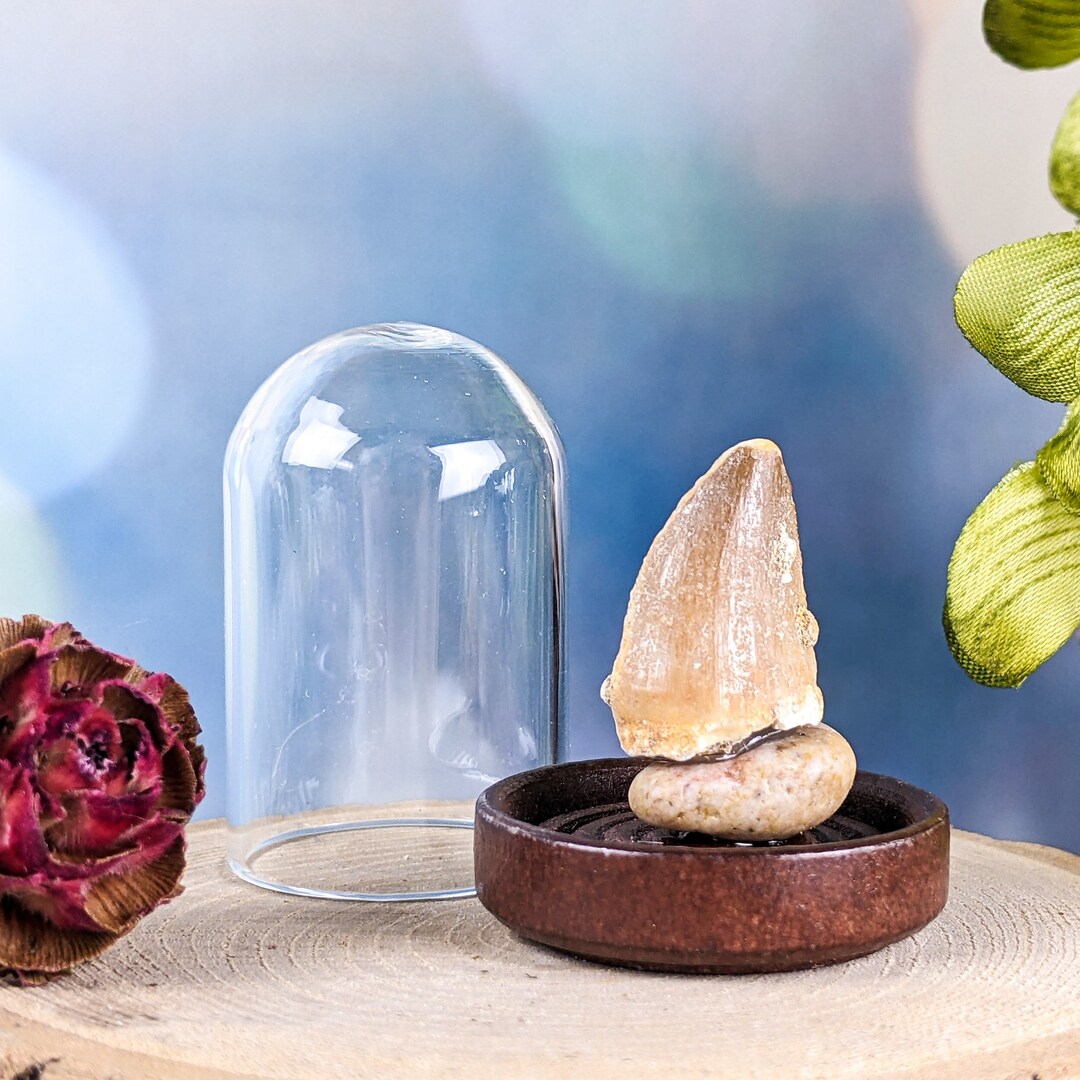 Dinosaur Tooth Fossilized Genuine Mosasaur Reptile Fossil Glass Dome ...