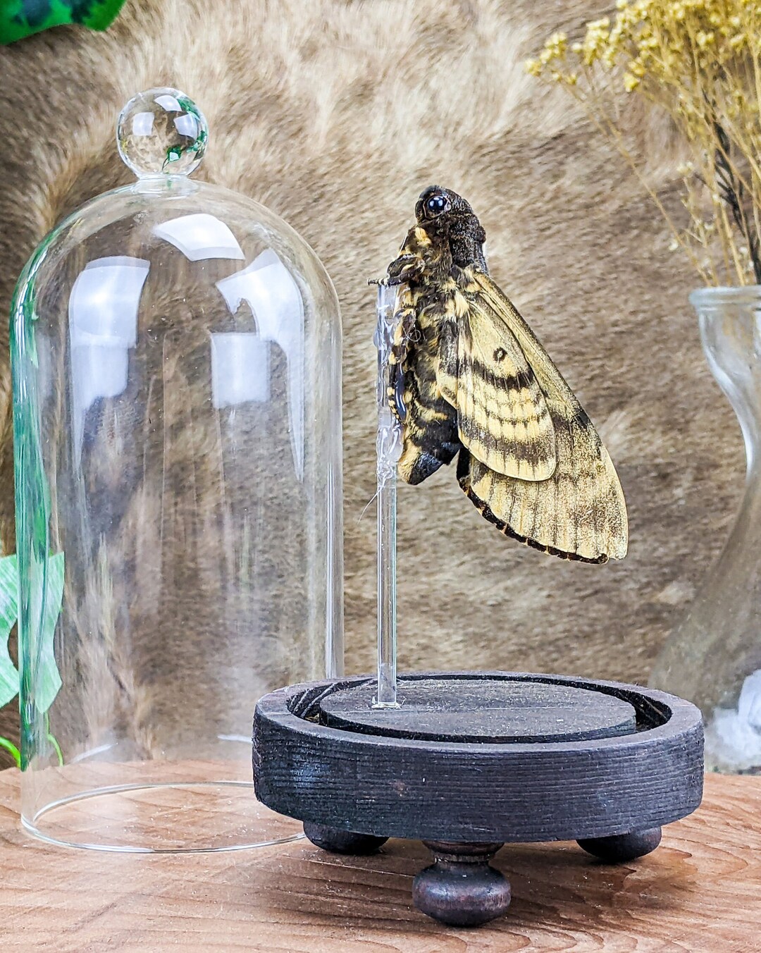 Q36a Death's Head Hawk Moth Taxidermy Entomology Glass Dome Display ...