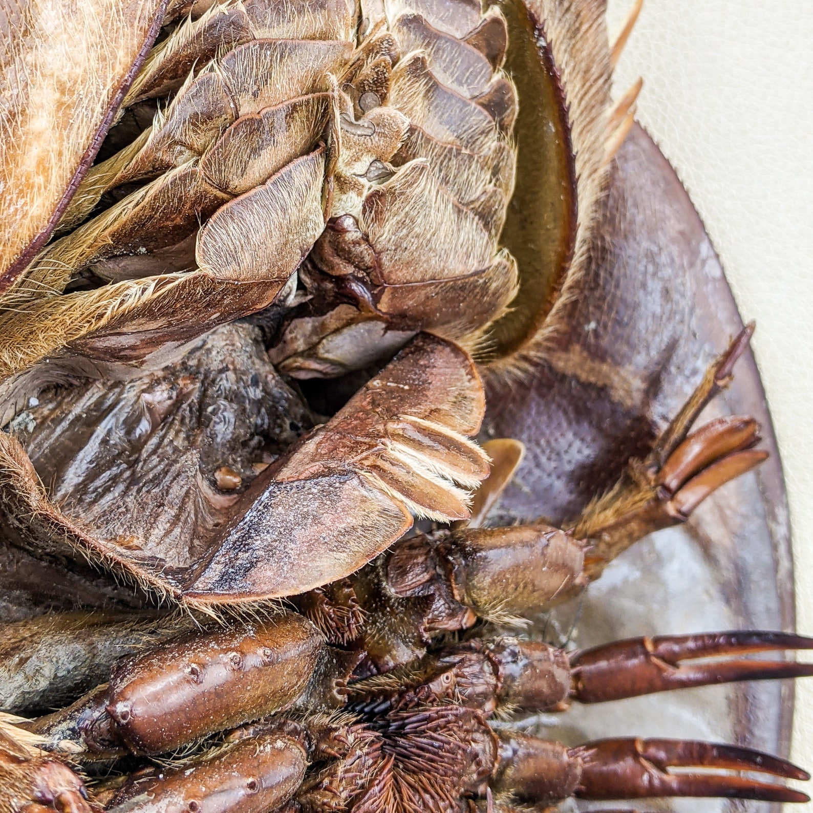 HSC15 DEFORMED Real Horseshoe Crab shell Oddities Curiosities | Etsy