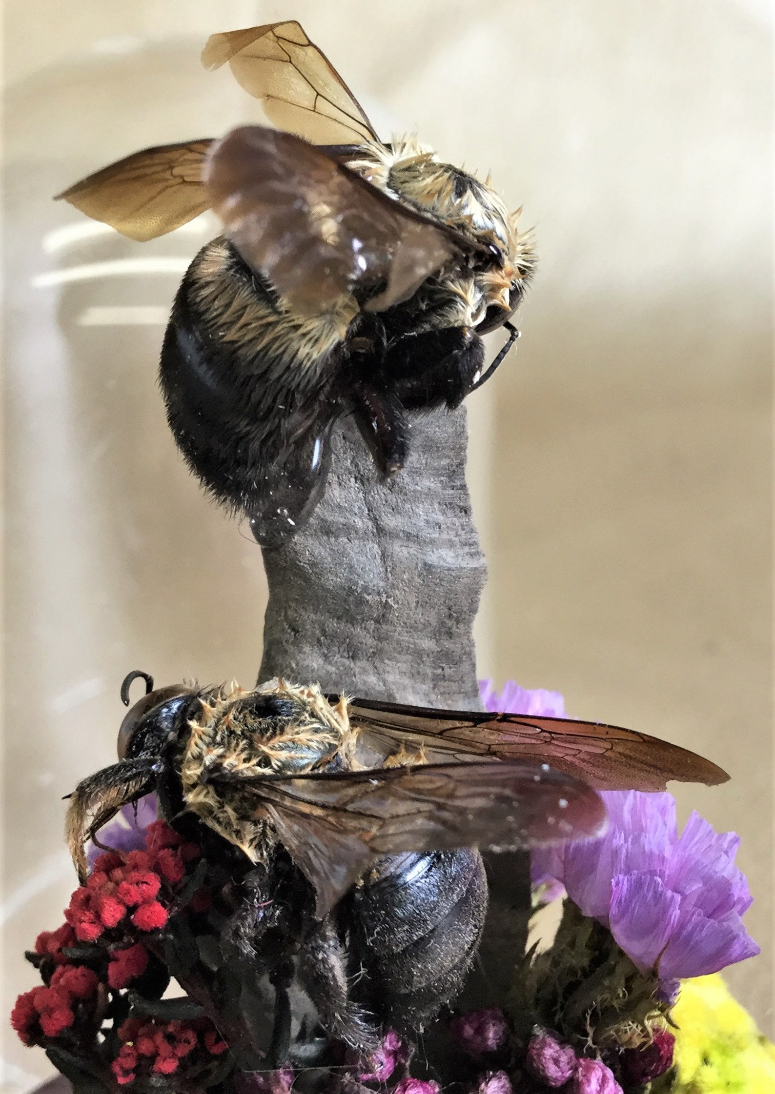 M26 Entomology Taxidermy Bumble bees Antique Victorian Style | Etsy