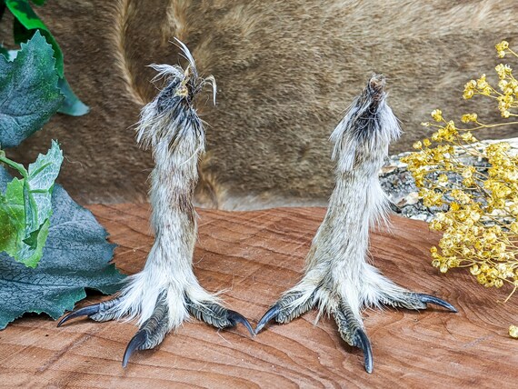 Y108p Sharpe Tailed Grouse Bird Standing Spread Feet Taxidermy - Etsy