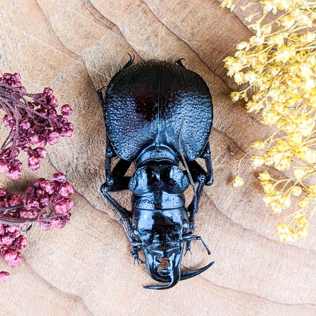 Giant Tiger Beetle Manticora Latipennis 50mm Specimen Oddity Craft ...