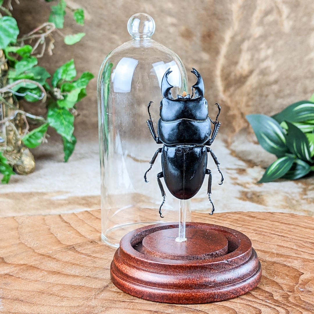 Black Stag Beetle Short Horn Beetle Glass Dome Display Entomology ...