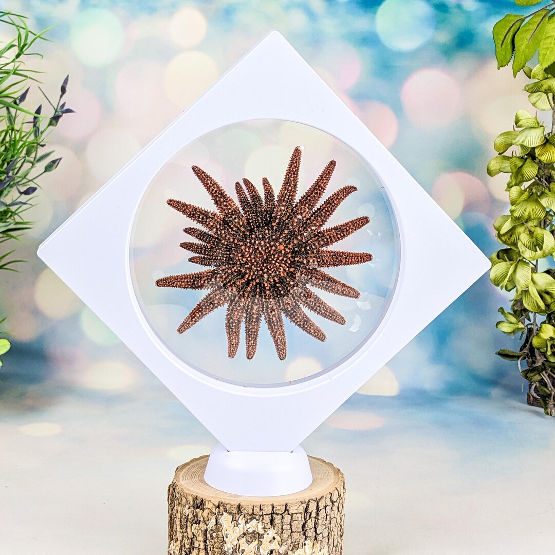 Multileg Sunflower Starfish Multi Leg Taxidermy Nautical Floating Frame ...