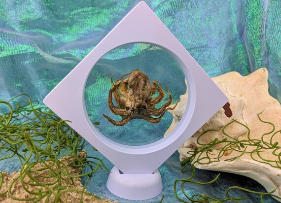W49k Taxidermy Octopus Floating Display Collectible Specimen | Etsy