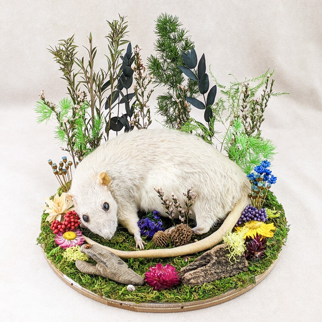 A50b Garden Rat Display Collectible Taxidermy Oddity Curiosities ...