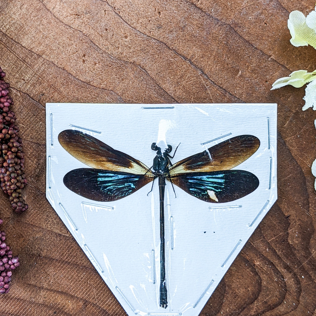 SPECIMEN ONLY DAMAGED See Pic One Green/bluish & Purple 2 Sided ...