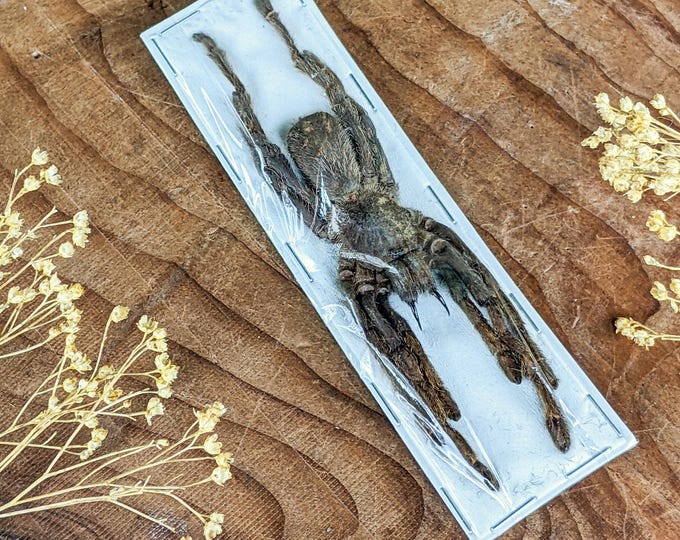 Rusty Birdeater Spider(acanthoscurria Ferina) Real Spider Specimen ...