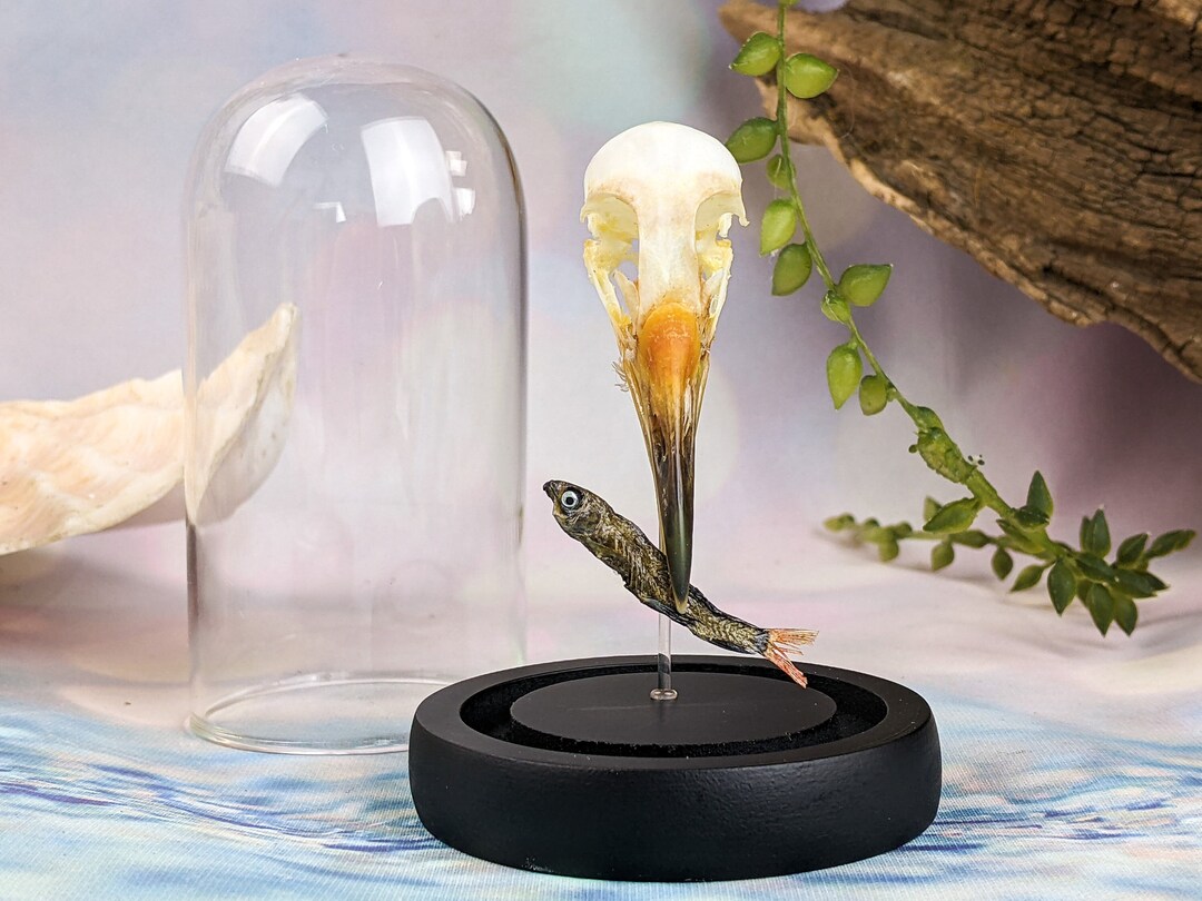 Real Waterhen Bird Skull W/ Fish Taxidermy Oddities Curiosities Glass ...