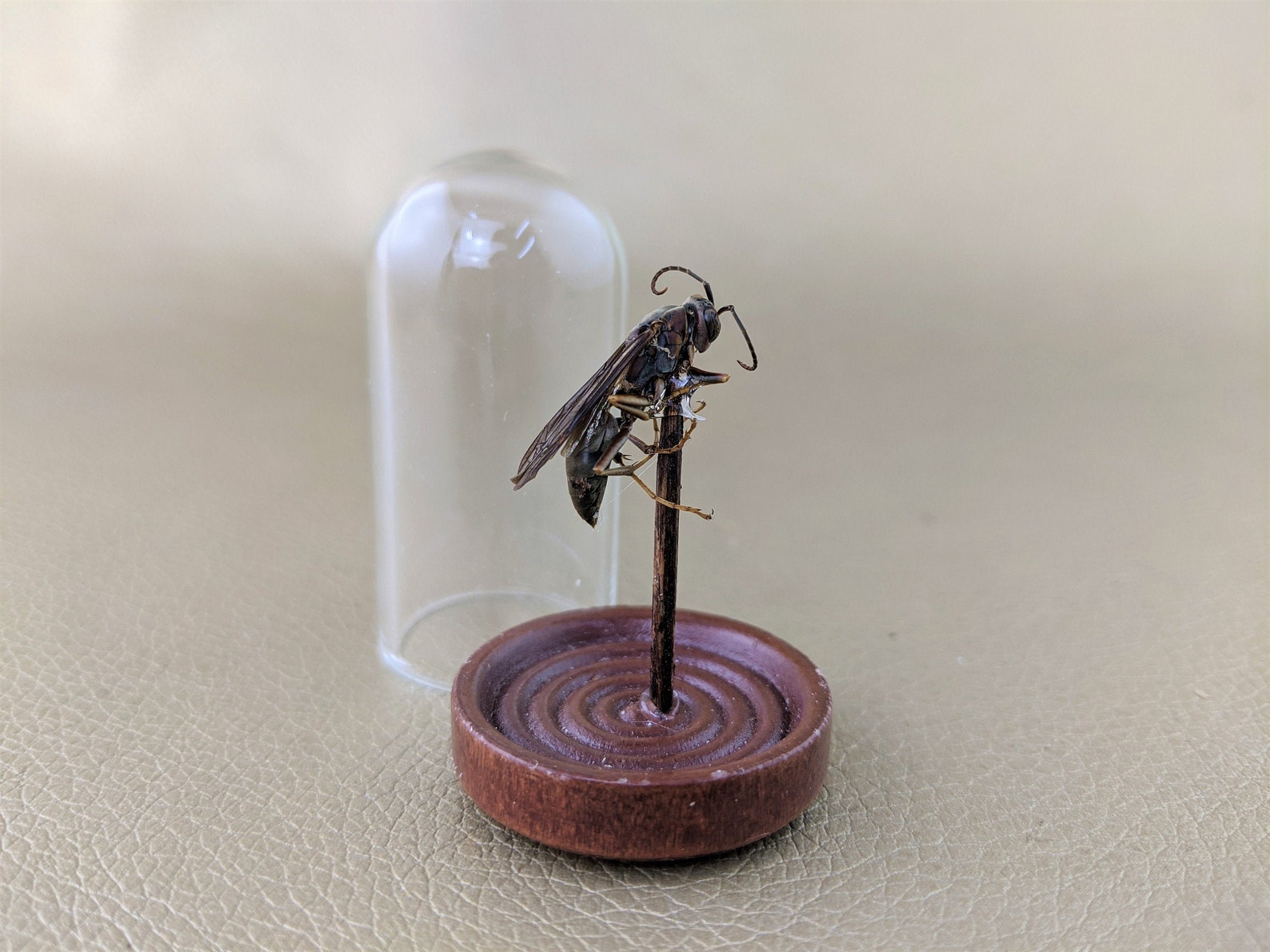 D17 One Mahogany Wasp Glass Dome Display Specimen Taxidermy - Etsy