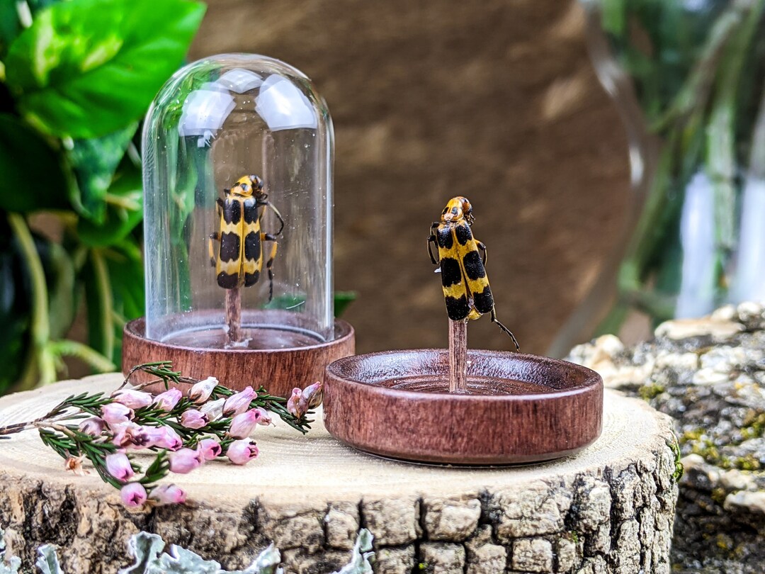 A28b LG Charlie Brown Blister Beetle Glass Dome Dsply Entomology ...