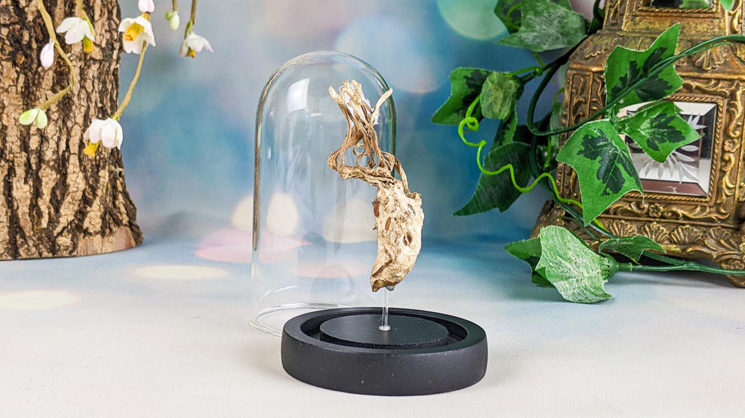 Cicada Fungus Zombie Fungus Glass Dome Display Isaria Sinclairii fungi ...