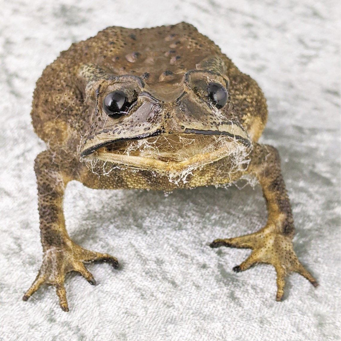 W51a FAT Taxidermy Frog Specimen Curiosities Oddities | Etsy